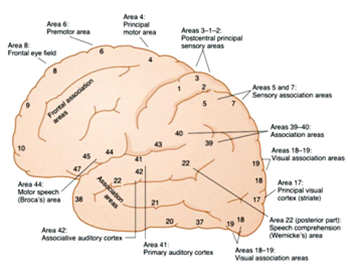 The structure and functional localization of the cerebral cortex - RME
